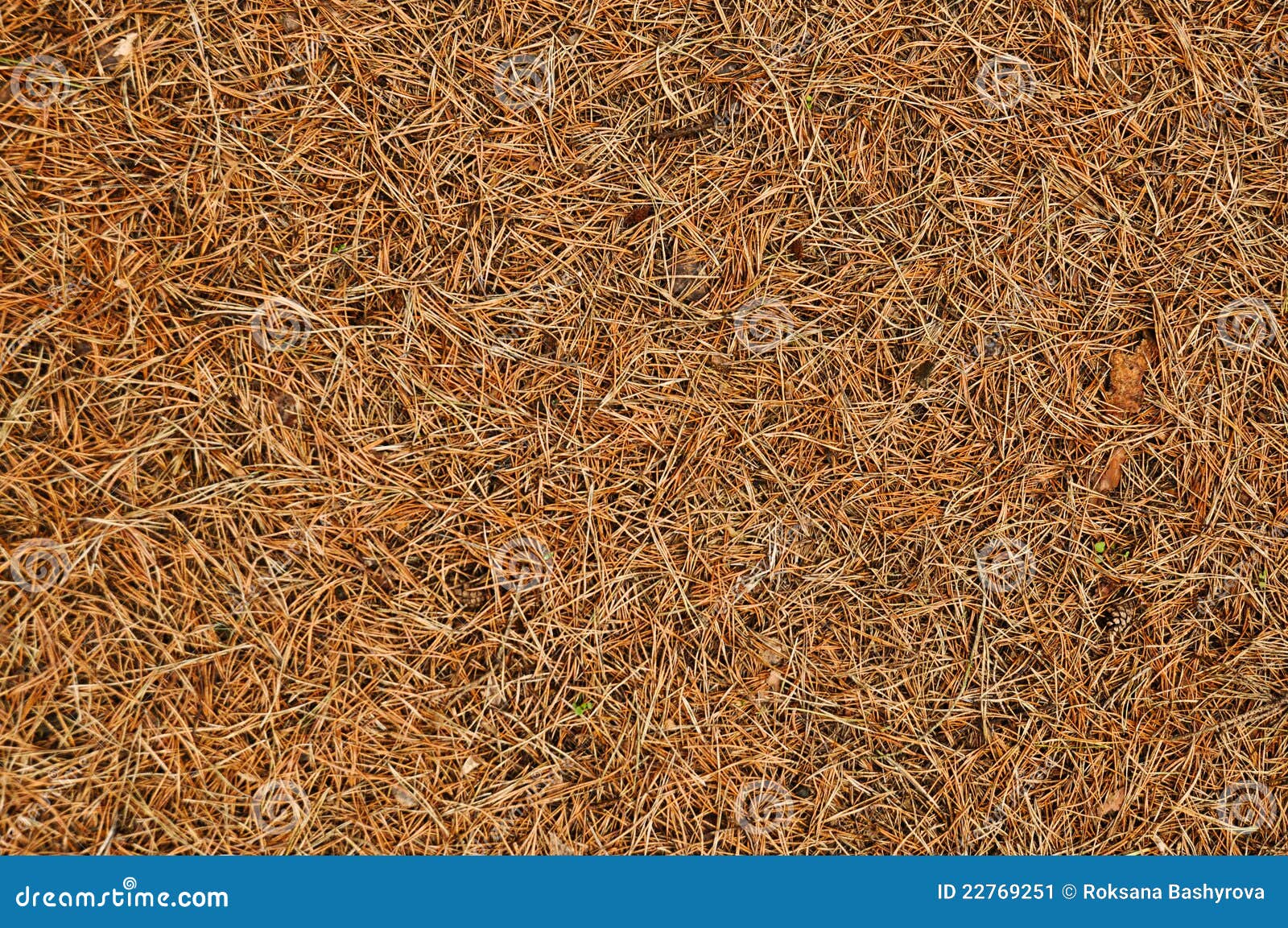Pine needle texture stock image. Image of earth, detail - 22769251