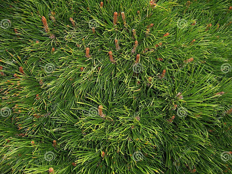 Pine Needle Texture stock image. Image of december, nature - 2393907