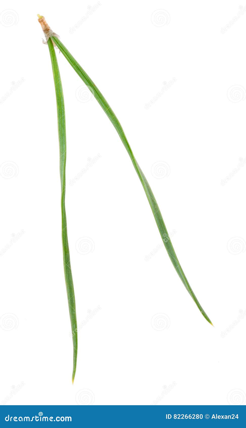 Pine Needle Cross-section Under The Microscope, Background Royalty-Free ...