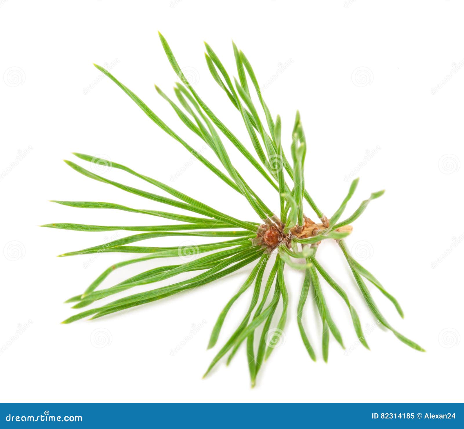 Pine Needle Cross-section Under The Microscope, Background Royalty-Free ...