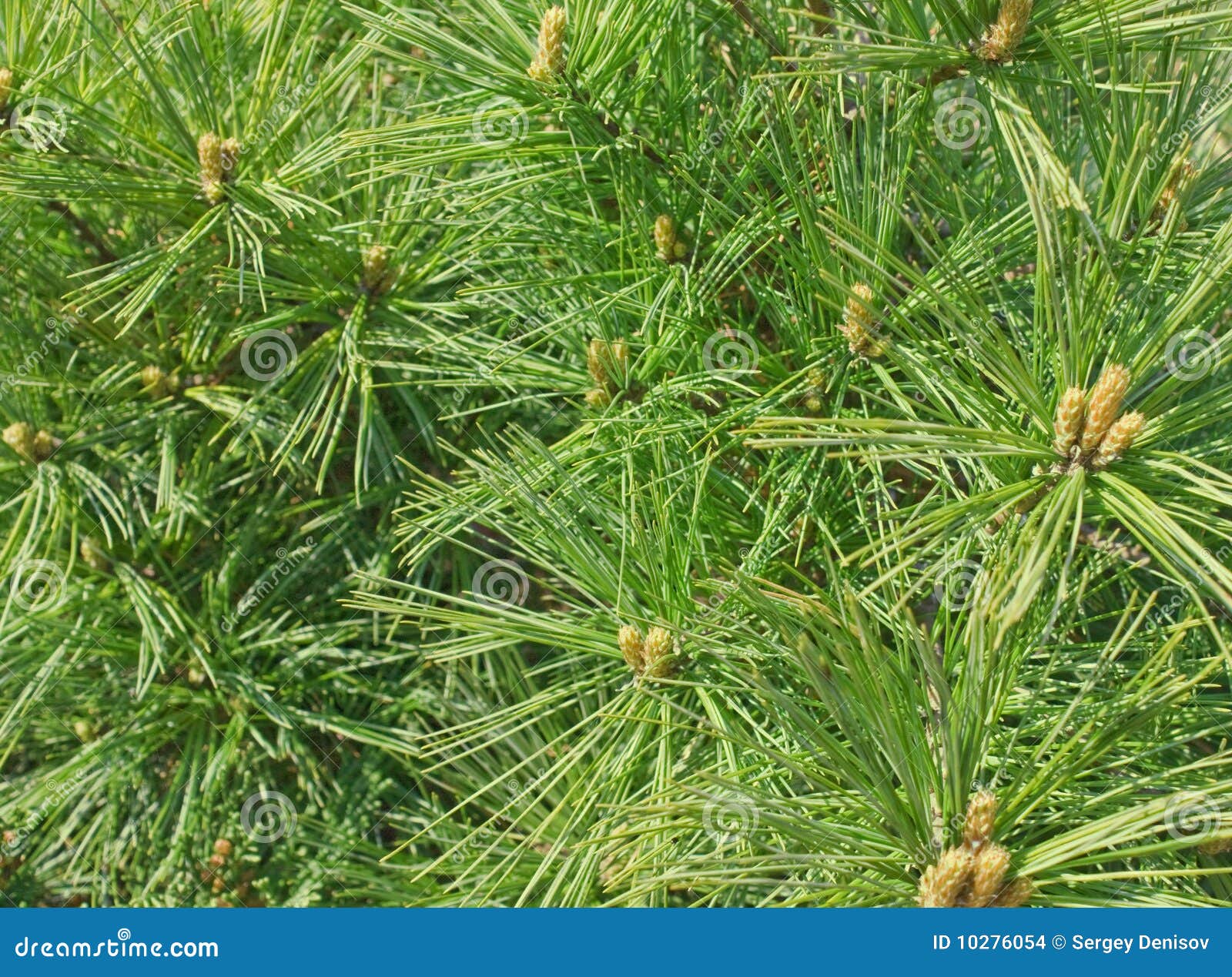 Pine needles stock photo. Image of evergreen, pushcha - 10276054