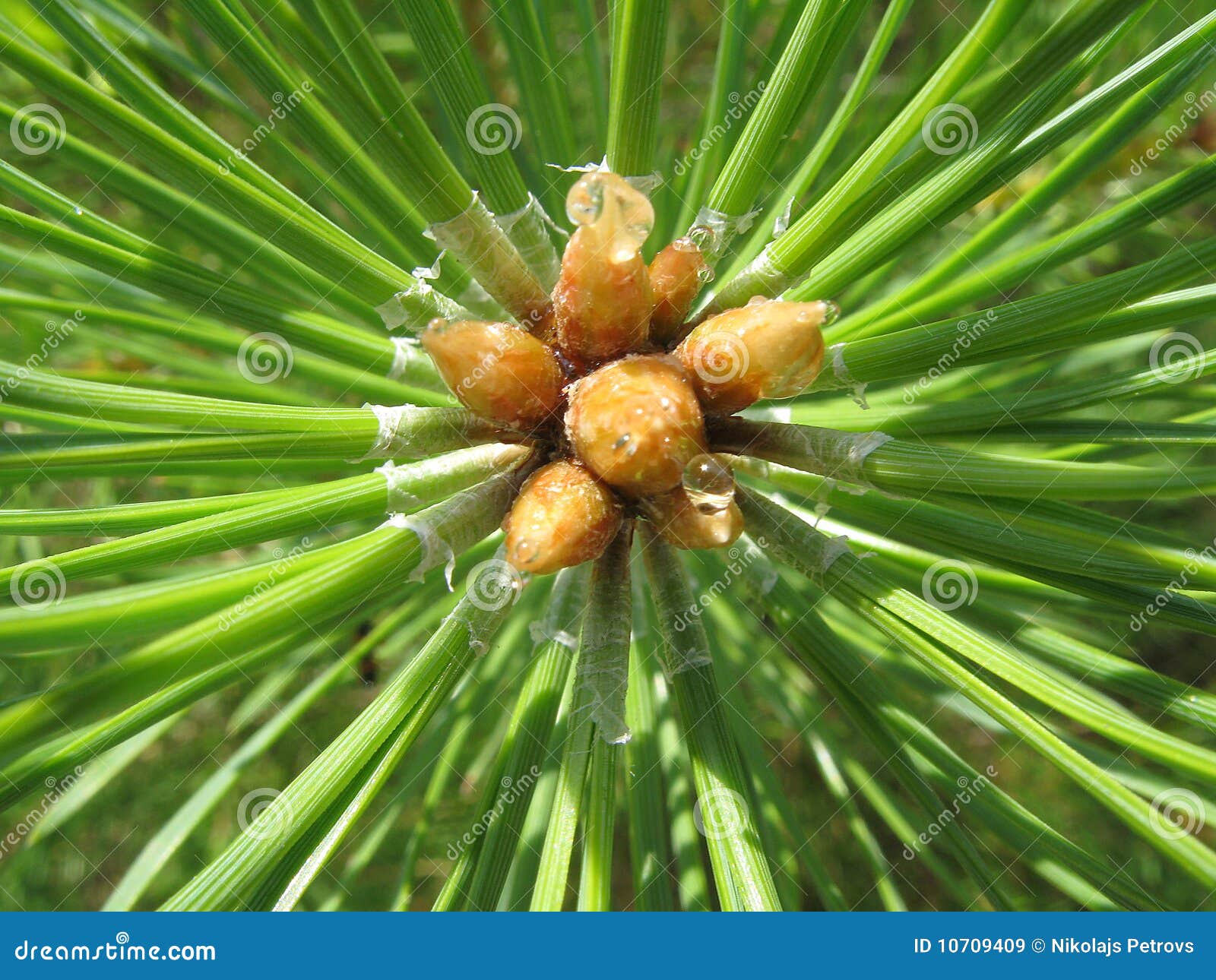 Pine Needles stock image. Image of branches, details - 10709409