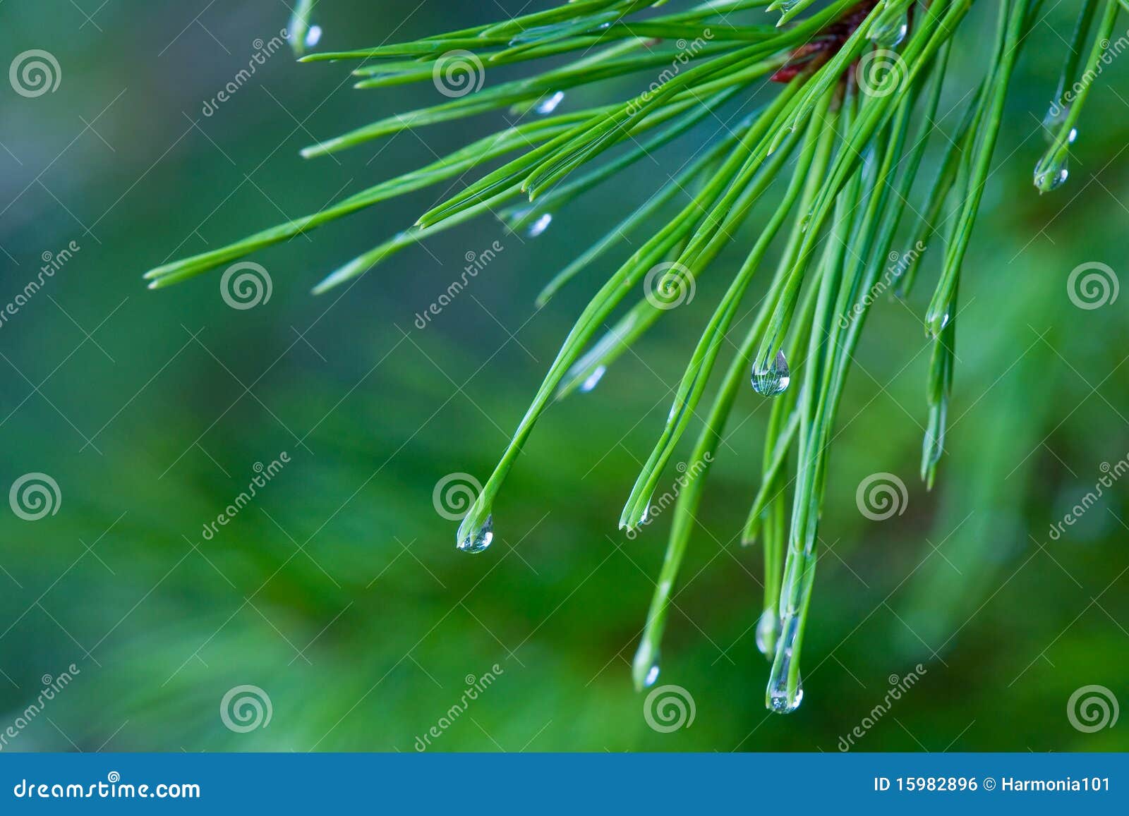 Pine needles stock photo. Image of dewdrop, branch, pine - 15982896
