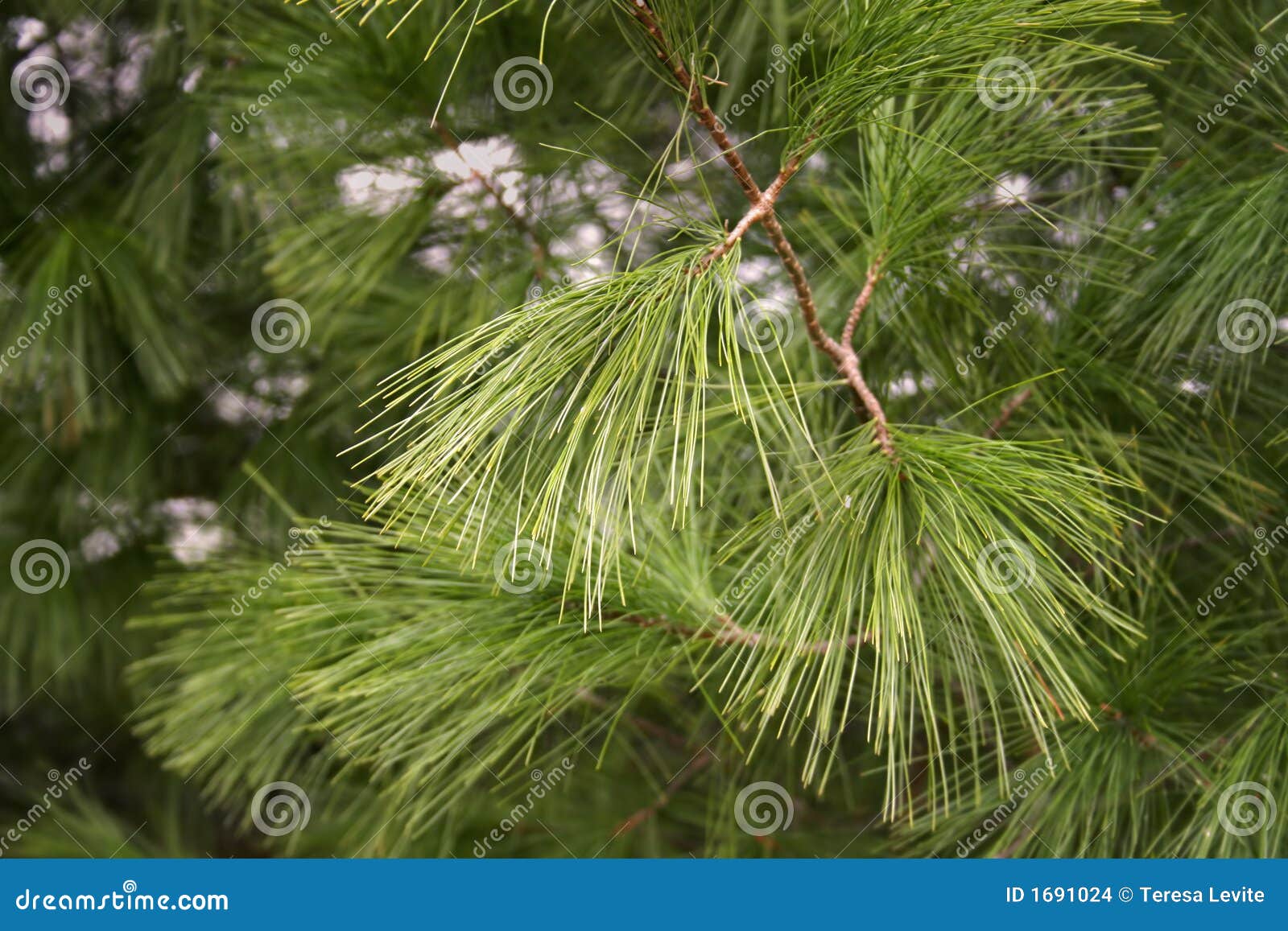 Pine Needles Picture. Image: 1691024