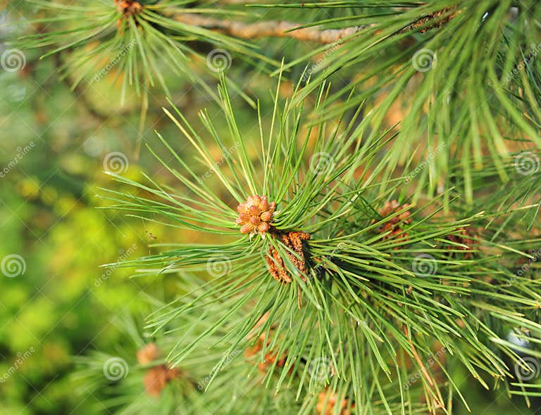 Pine Needles stock photo. Image of evergreen, needles - 24885216