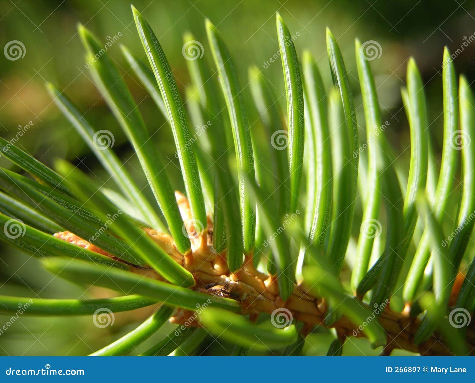 Pine Needles Diverge From The Center. Green Sprig Of Pine. Belarusian ...
