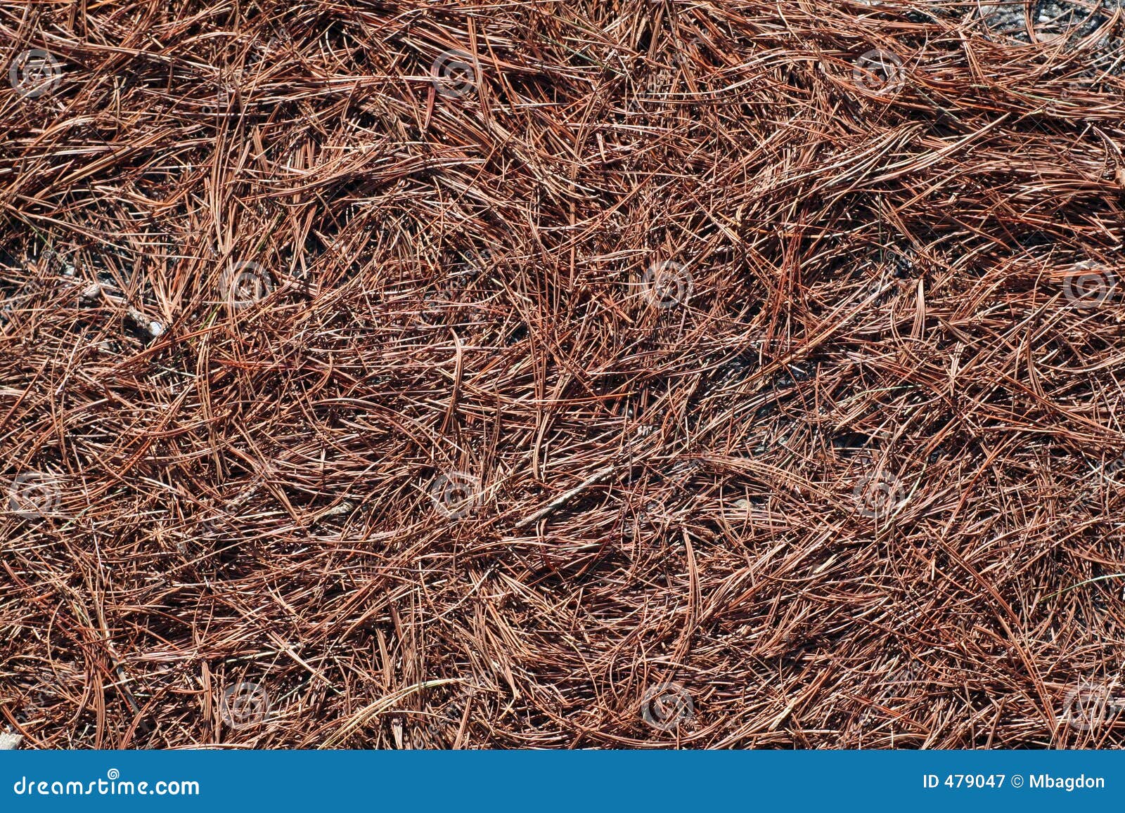 Pine needles stock image. Image of pine, nature, needles - 479047
