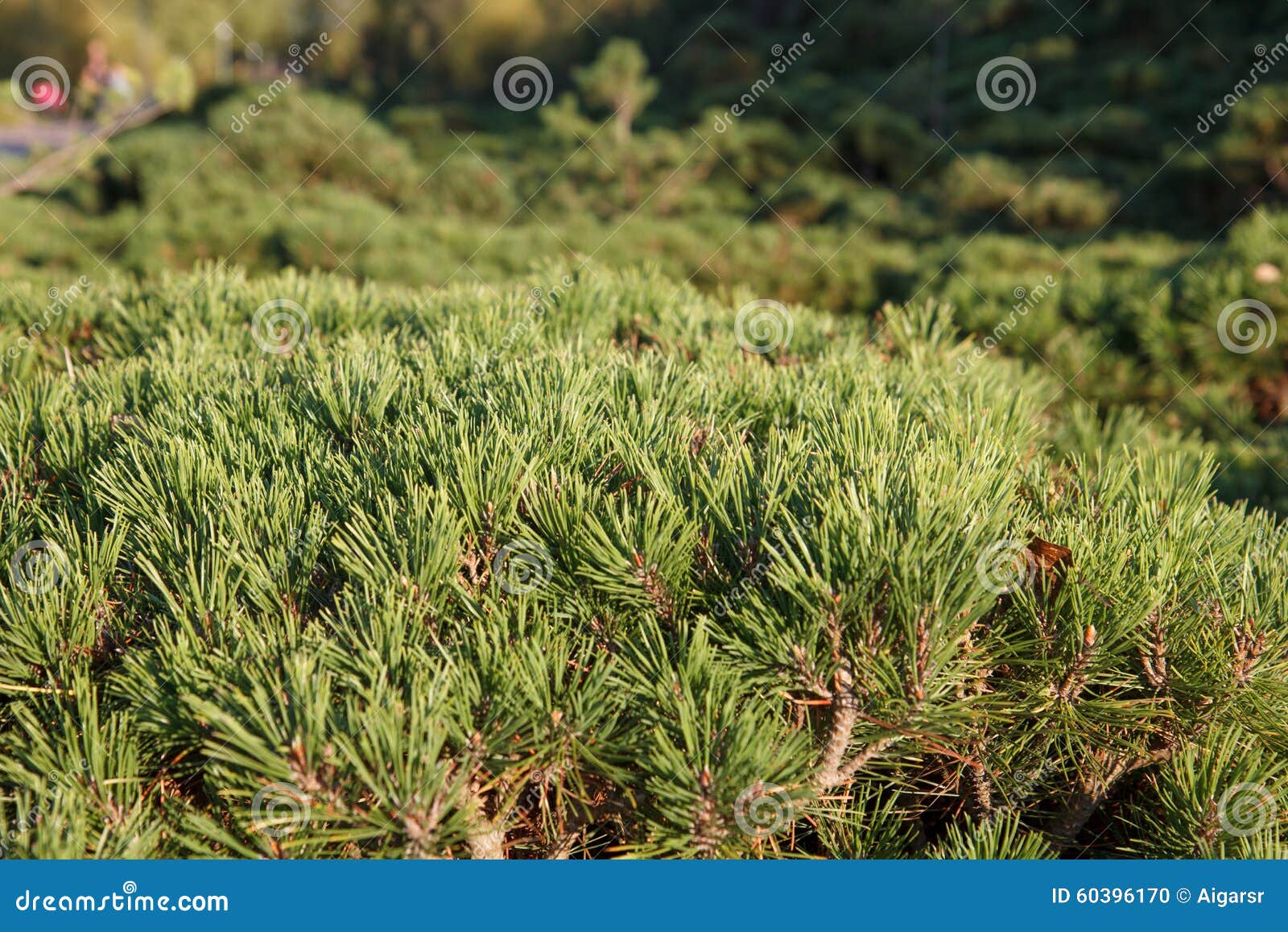 Pine needles stock photo. Image of green, detail, natural - 60396170