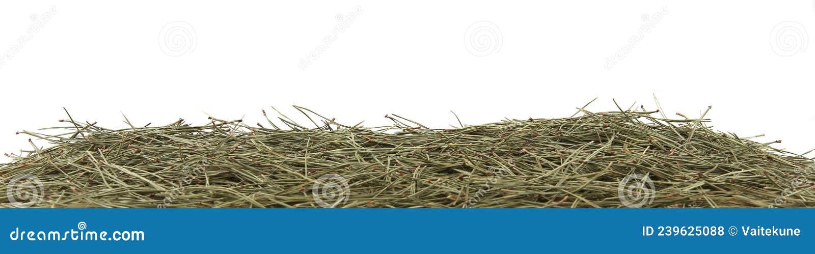 Pine Needles Border Isolated on White Background. Stock Photo - Image ...
