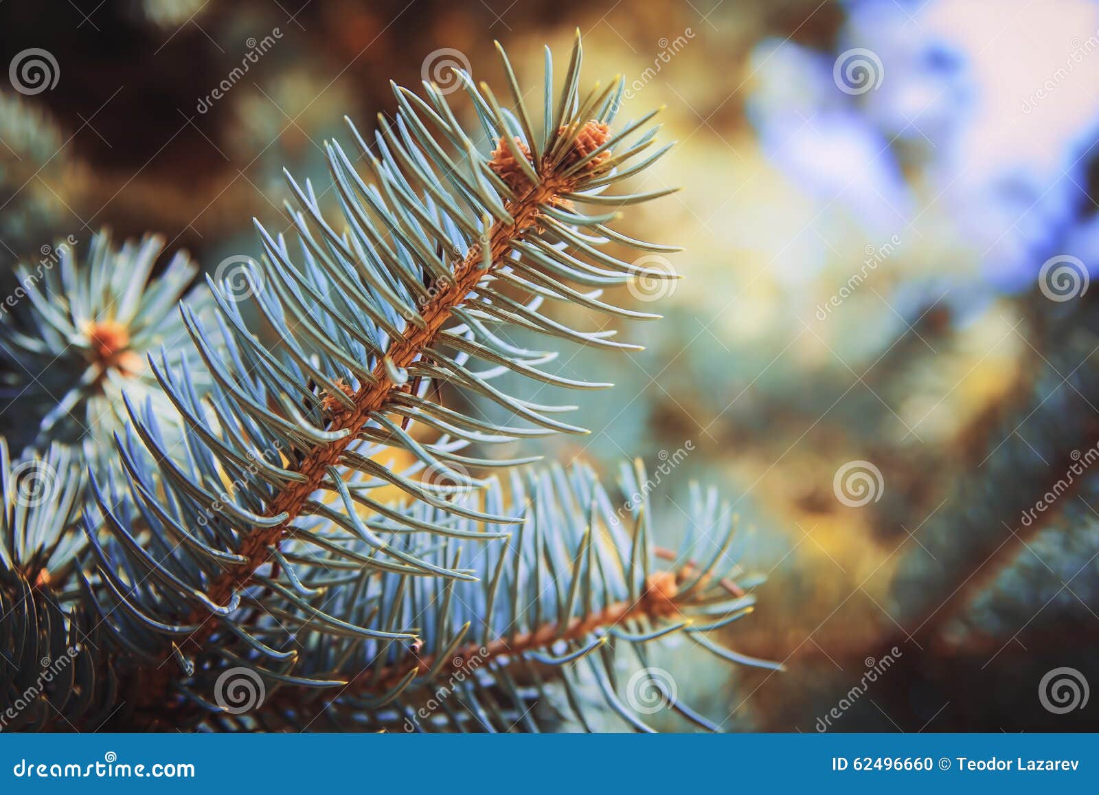 Pine needles stock photo. Image of autumn, detail, cone - 62496660