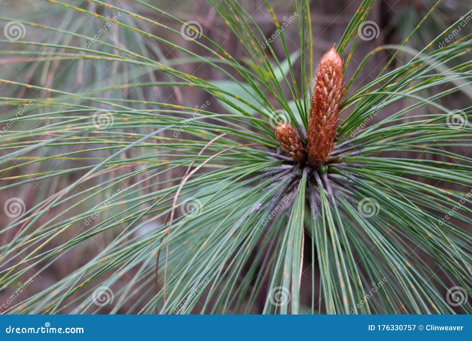 Budding Cone Pine Tree Stock Photography | CartoonDealer.com #113208878