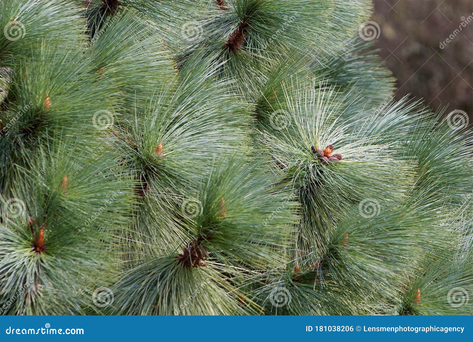 Pine Needles Close-up stock photo. Image of season, green - 181038206
