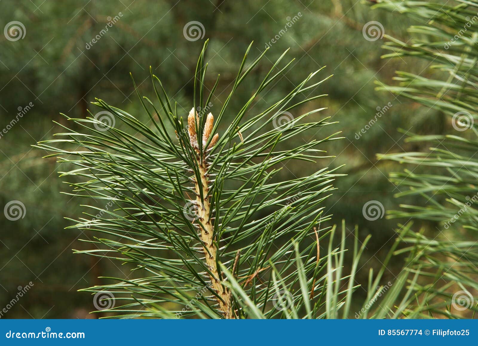 Pine needles stock photo. Image of macro, growing, coniferous - 85567774