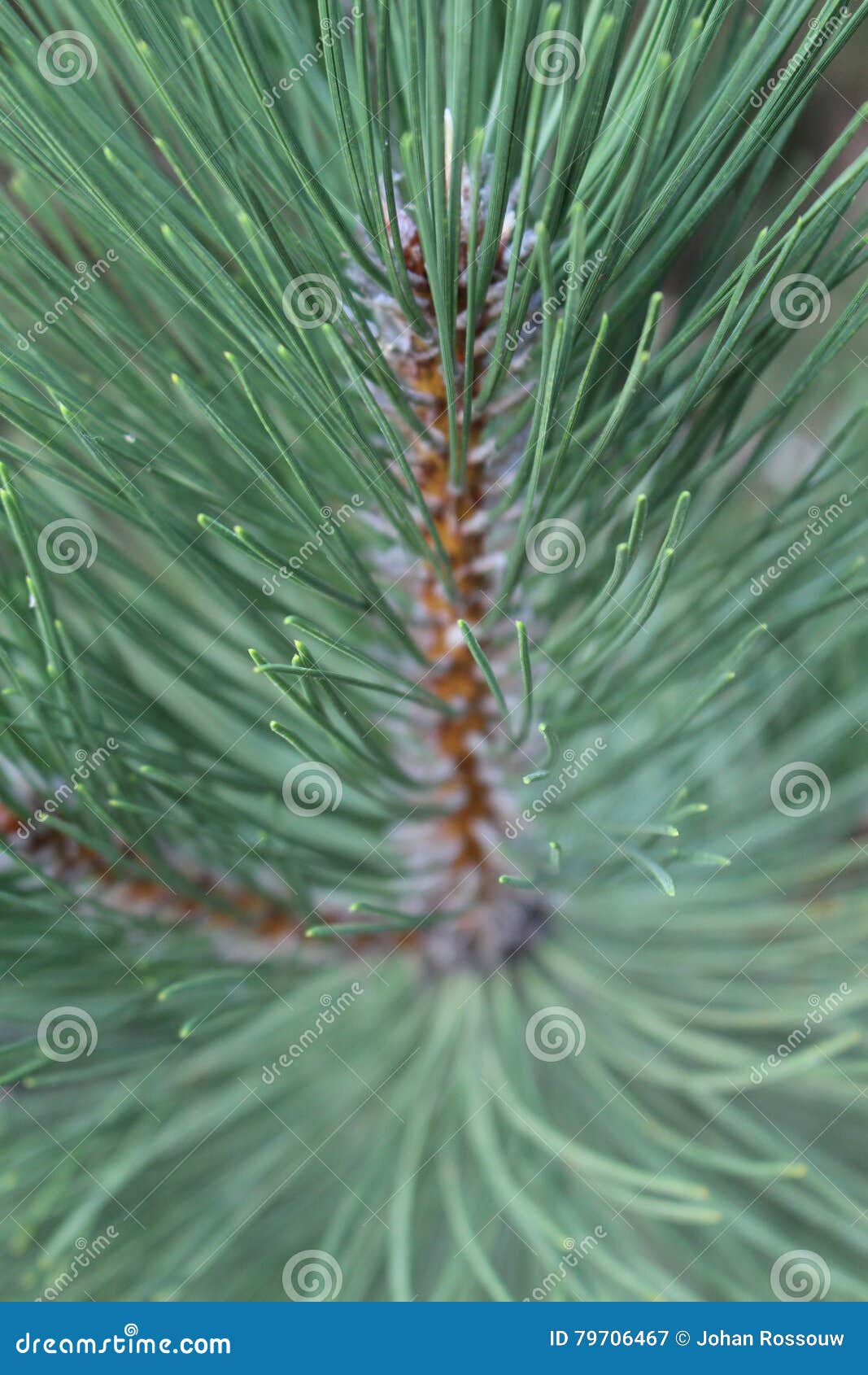 Pine Needles stock image. Image of nature, needles, blur - 79706467
