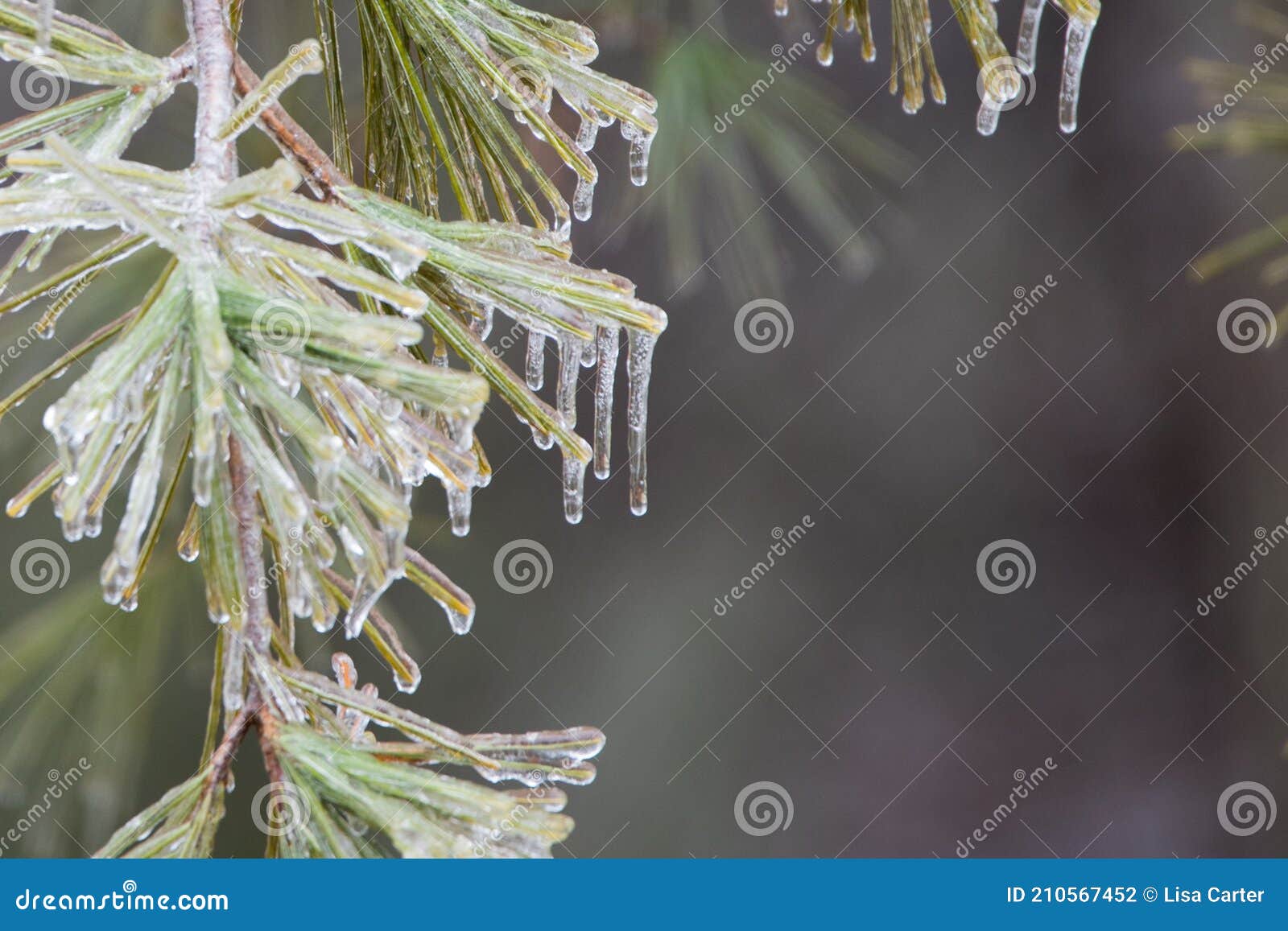 Icy pine tree. stock photo. Image of outdoor, freezing - 210567452