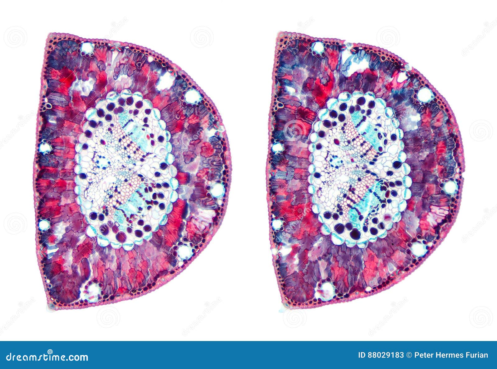 Pine Needles Cross Section Under Light Microscope Stock Illustration ...