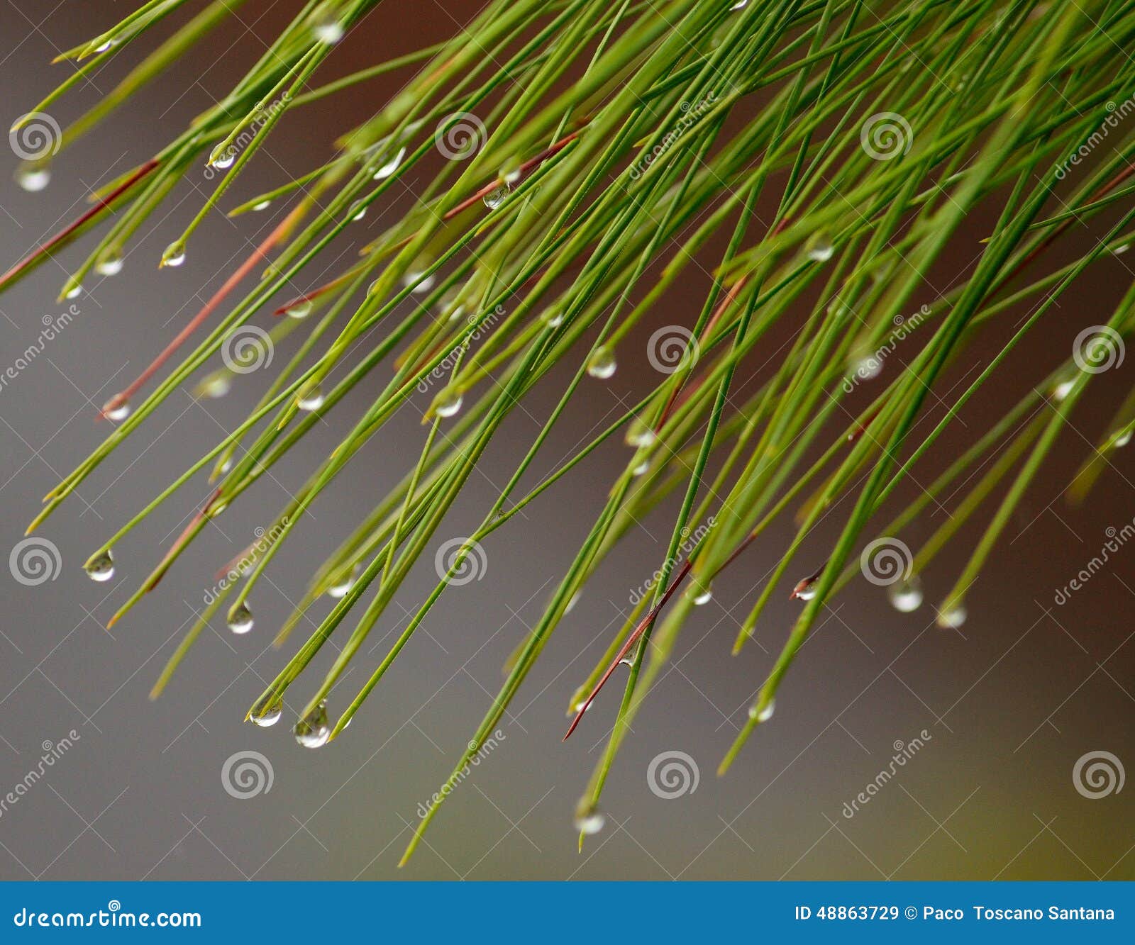 Pine Needles with Dew Drops Stock Image - Image of morning, autumnal ...