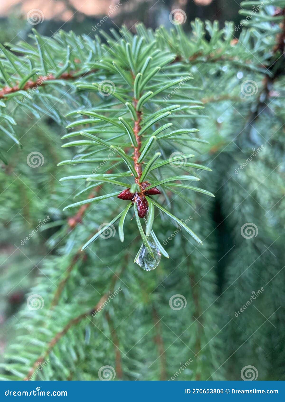 Pine needles with water stock photo. Image of flower - 270653806
