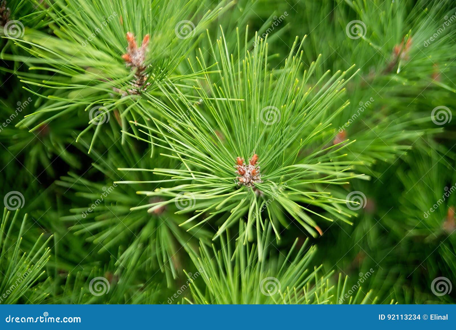 Pine Needles, Evergreen Tree Outdoor. Closeup Stock Photo - Image of ...