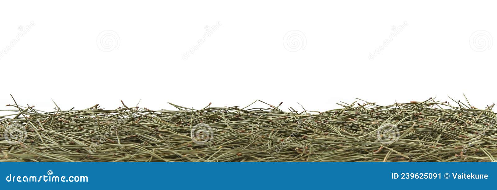 Pine Needles Border Isolated on White Background. Stock Image - Image ...