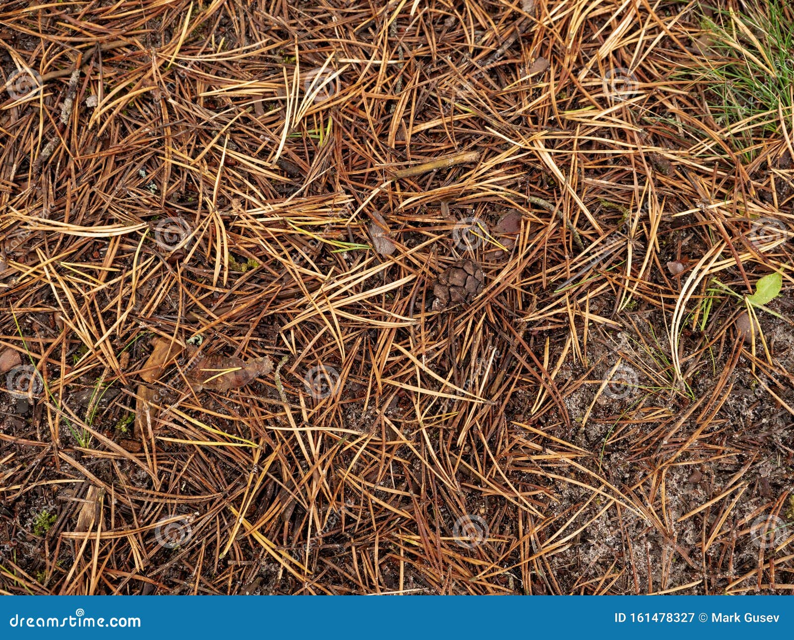 Pine Needles on the Ground, Abstract Nature Background, Top View Stock ...