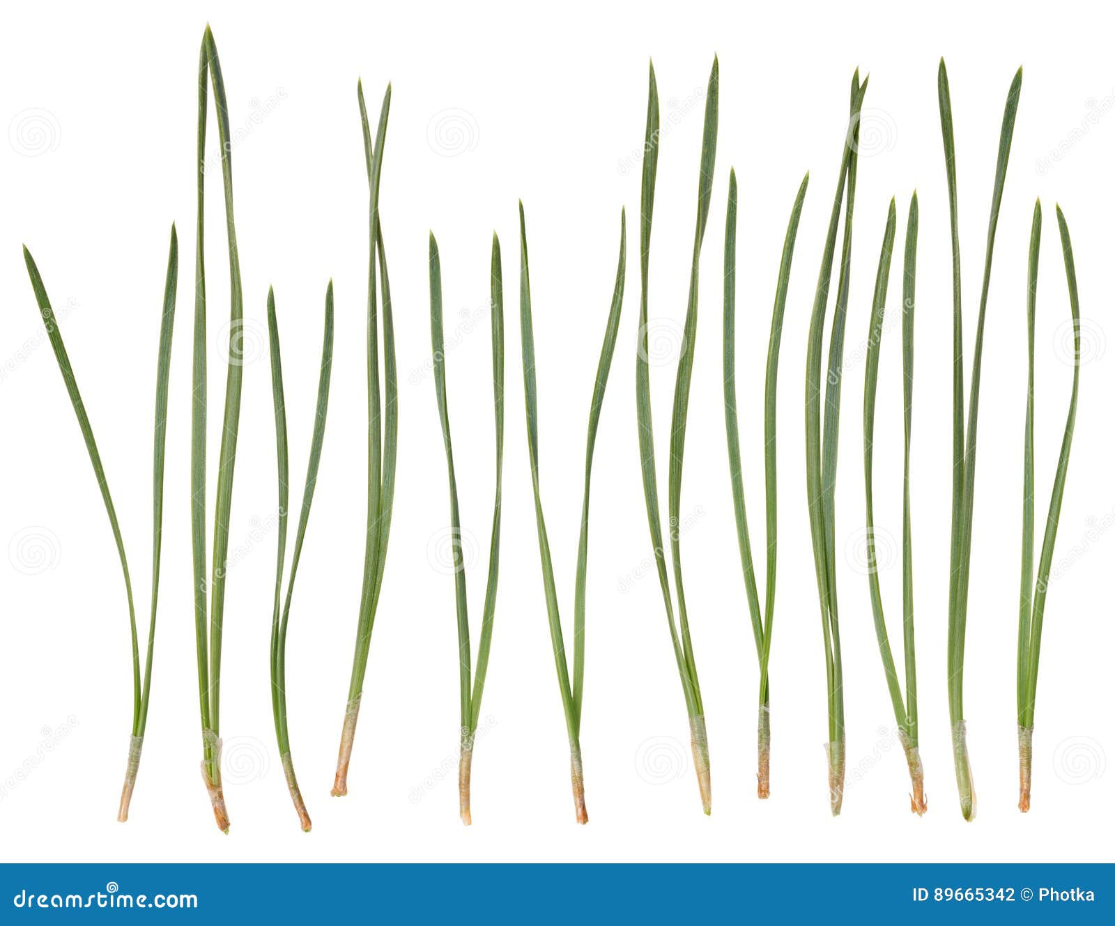 Pine Needle Cross-section Under The Microscope, Background, (Pinus ...