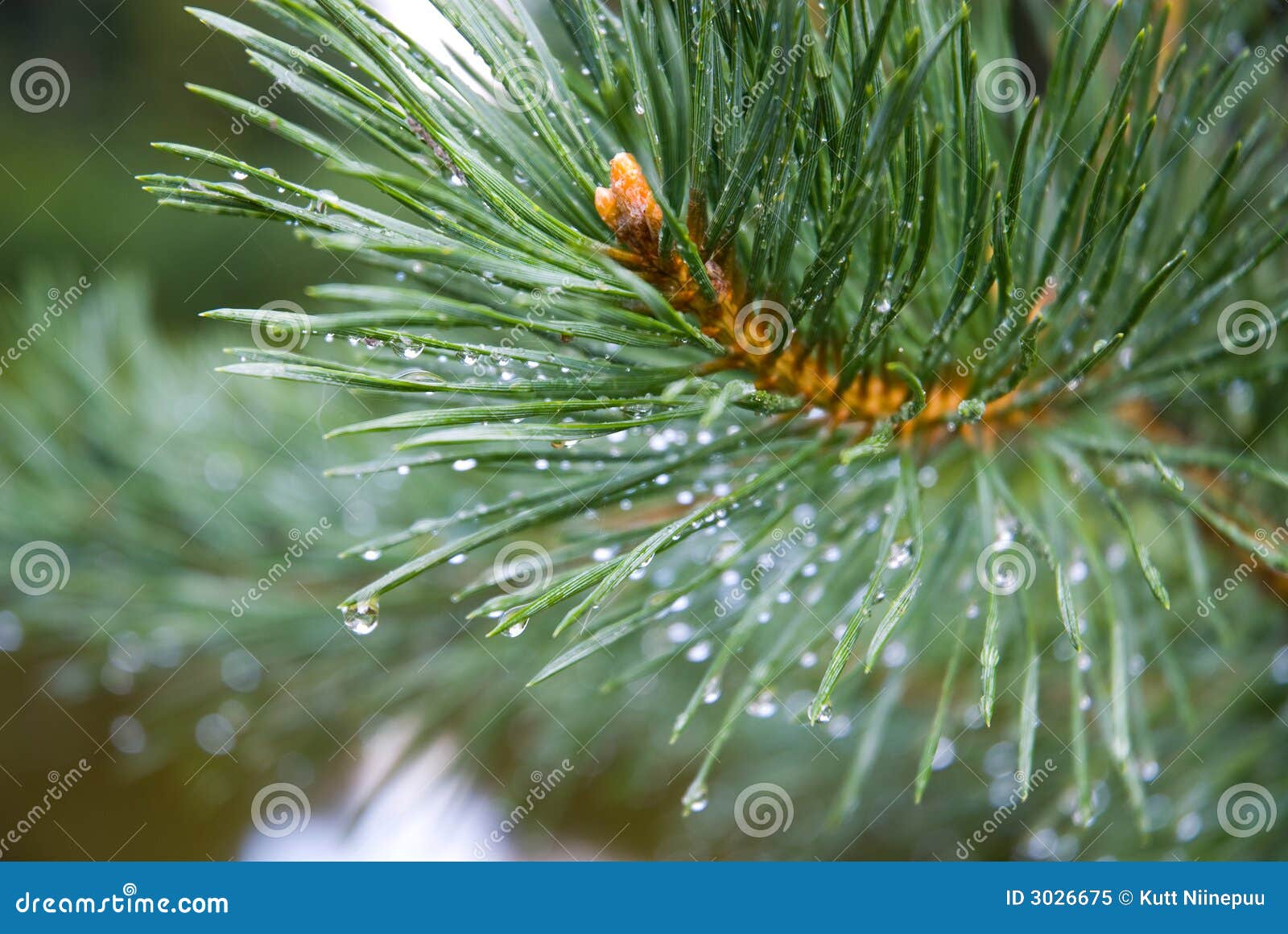 7,837 Shiny Needles Stock Photos - Free & Royalty-Free Stock Photos ...