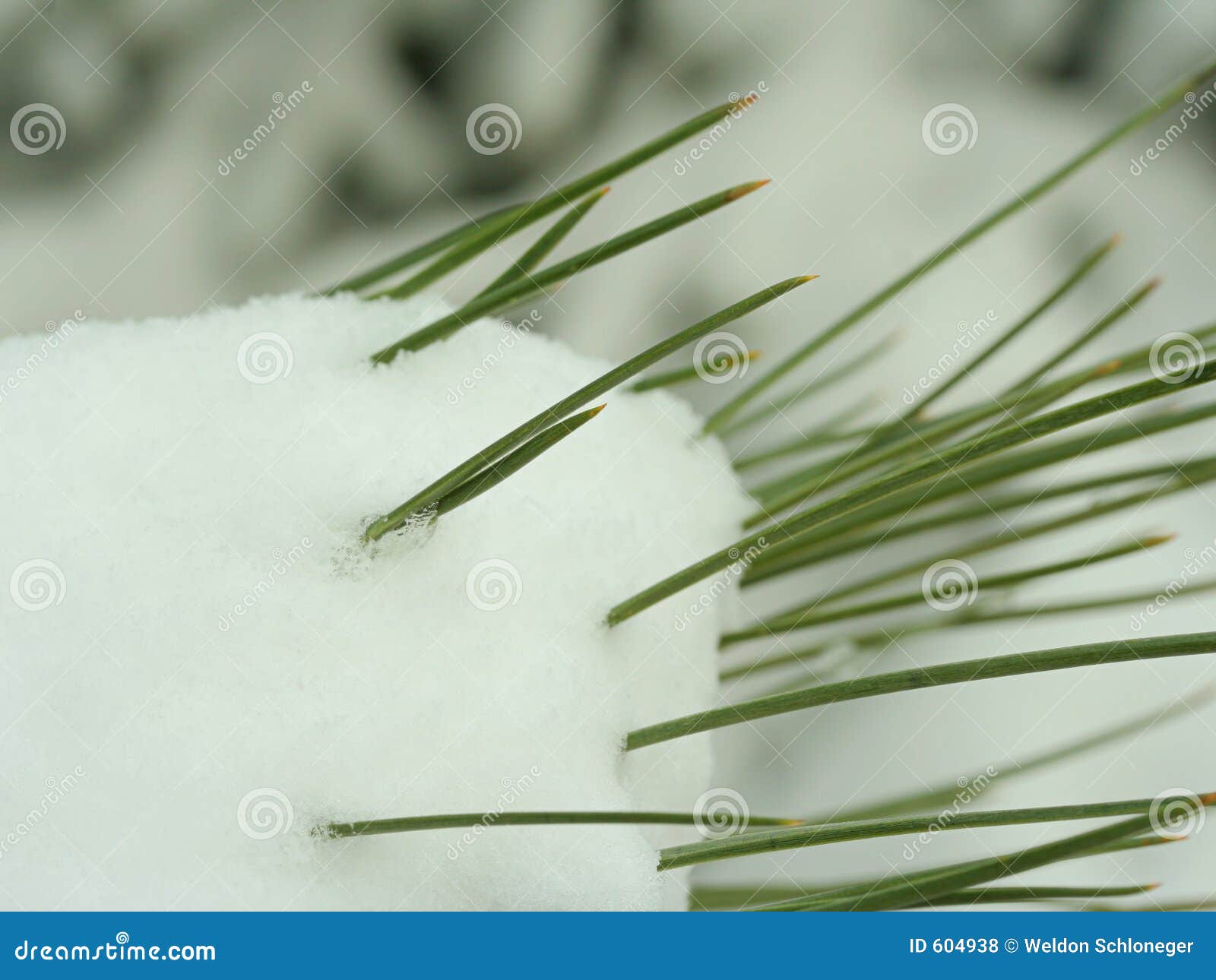 Pine needles in snow stock photo. Image of sharp, needle - 604938