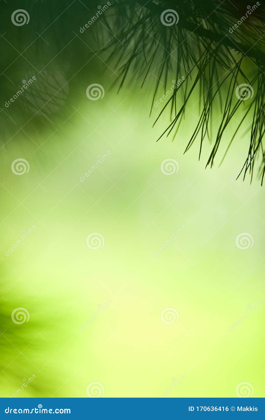 Swiss Pine Needles Against Defocused Background Stock Photo - Image of ...