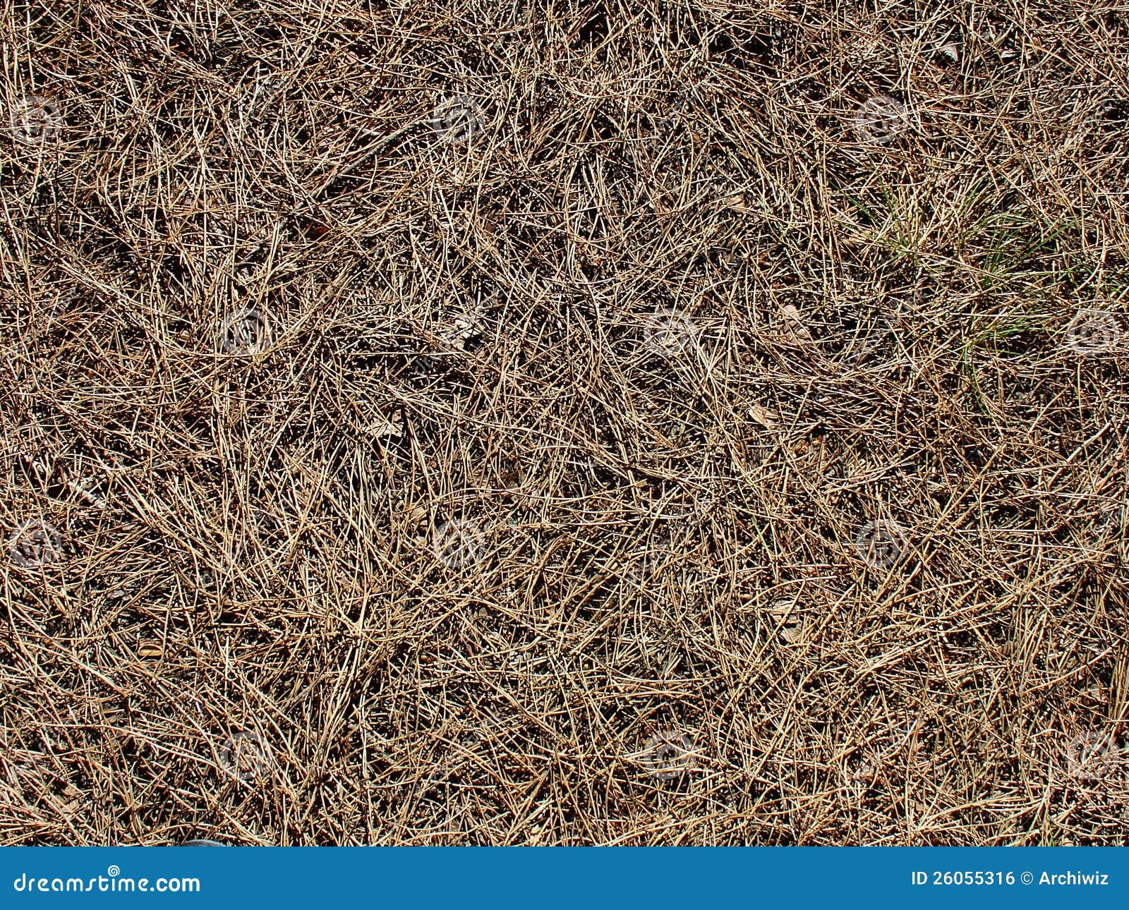 Pine needles texture stock photo. Image of wallpaper - 26055316