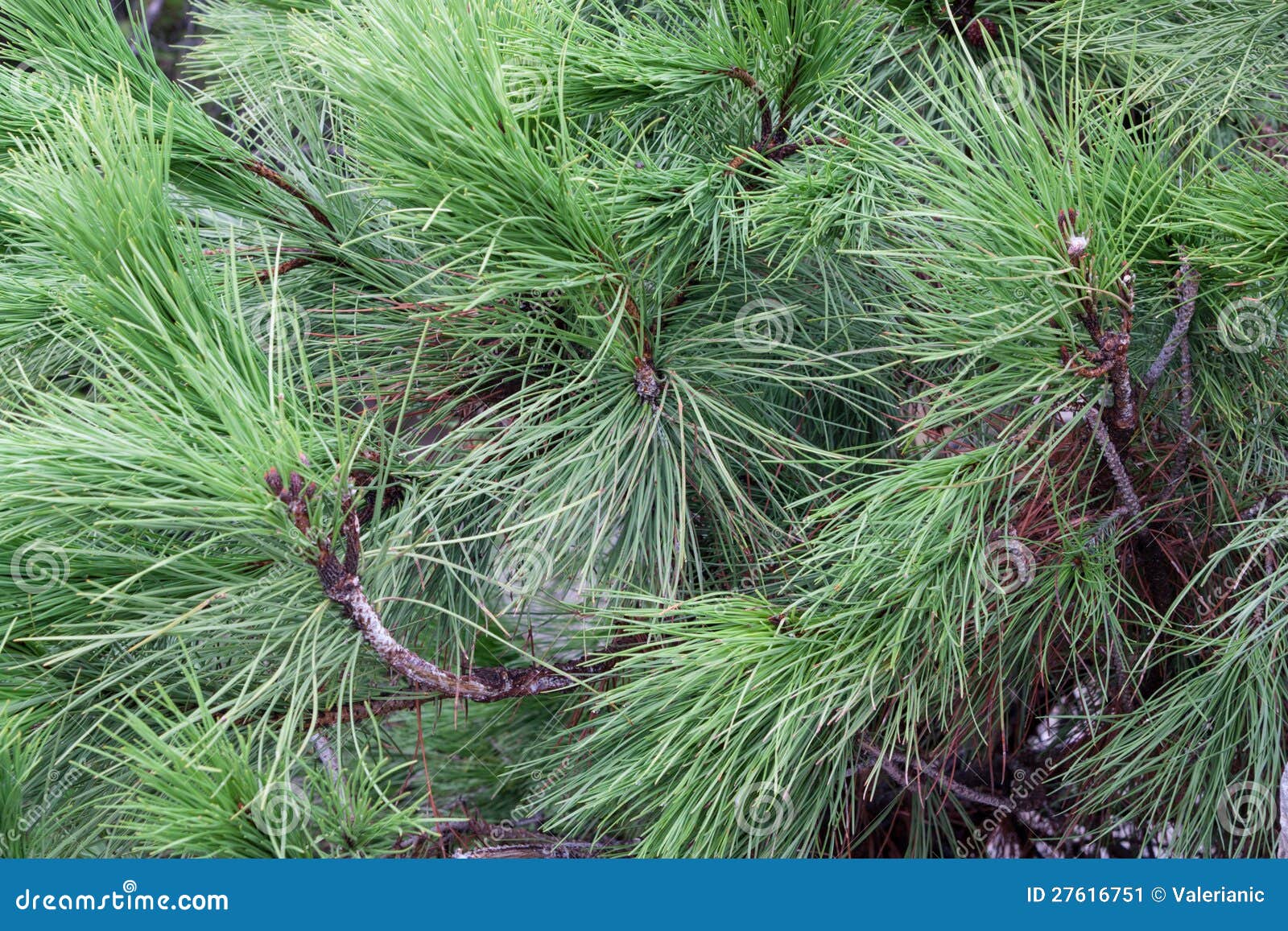 Pine needles texture stock image. Image of branches, branch - 27616751