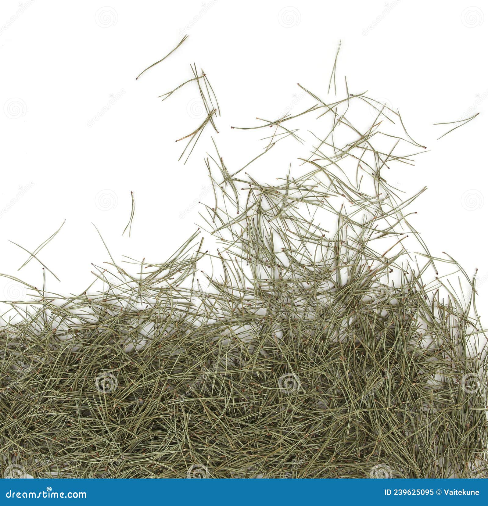 Pine Needles Texture Isolated on White Background. Stock Image - Image ...