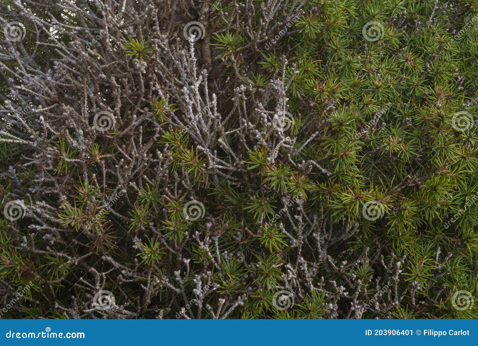 Pine needles texture stock image. Image of card, evergreen - 203906401