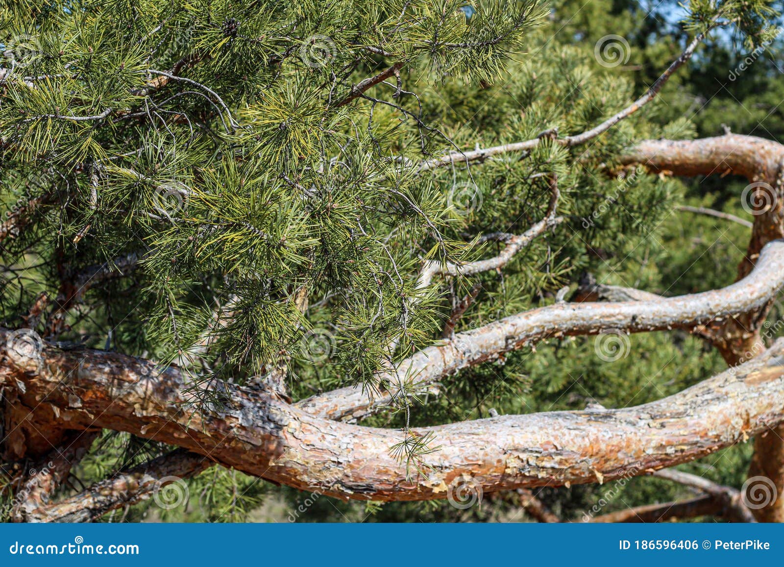 Pine Needles on a Tree, Beautiful Close-up Shot of Nature. Spreading ...
