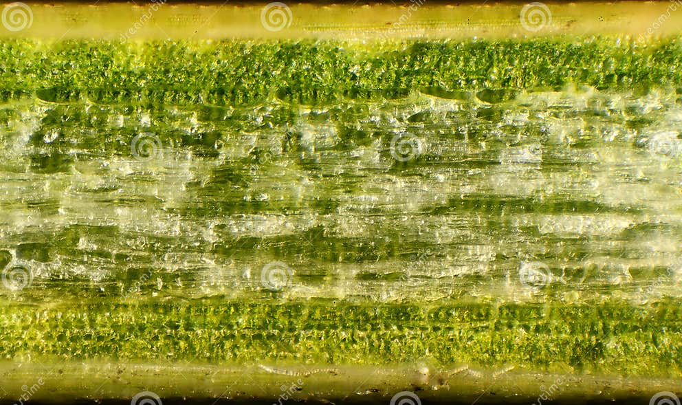 Pine Needles Under the Microscope Stock Image - Image of cells, nature ...