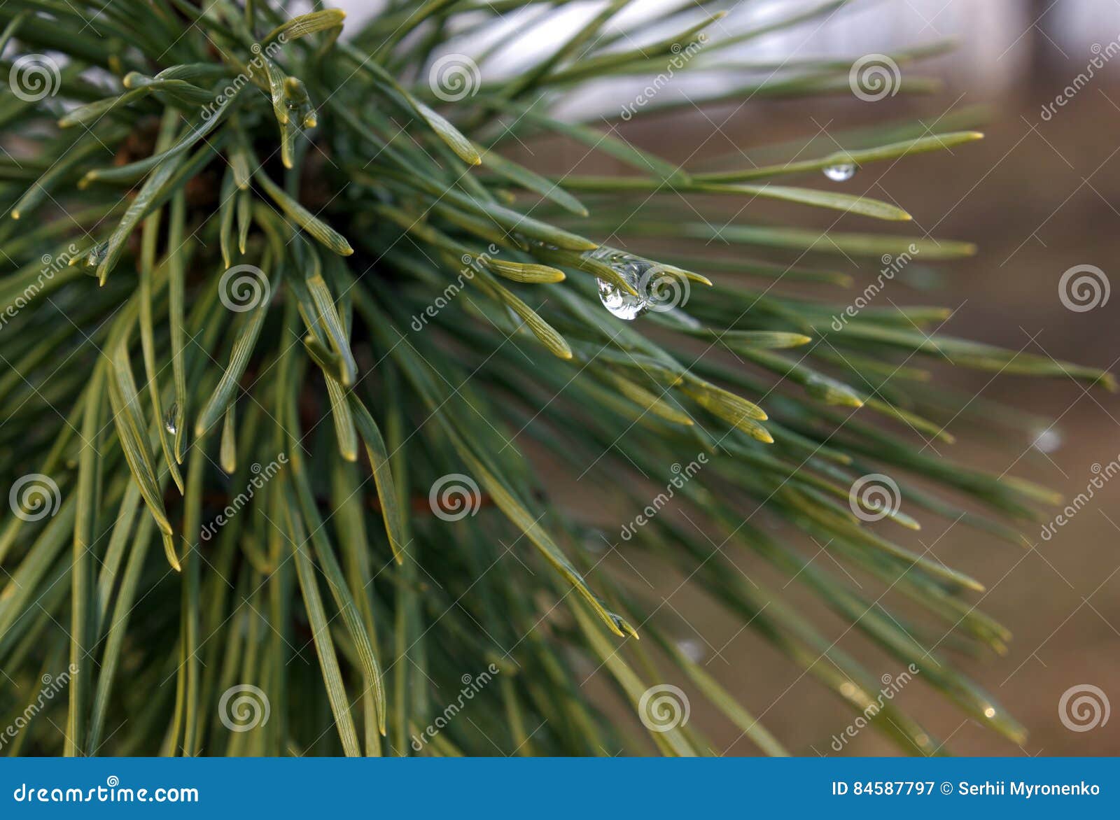 Pine Needles and Water Drop Stock Image - Image of drop, closeup: 84587797