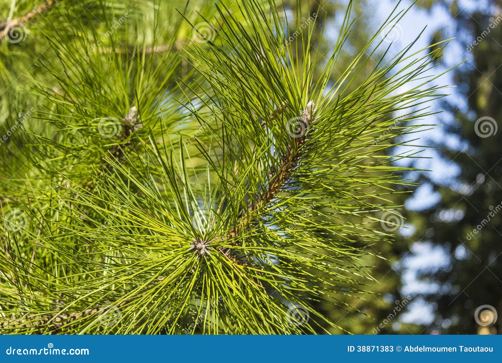 Pine stock image. Image of beautiful, foliage, environment - 38871383