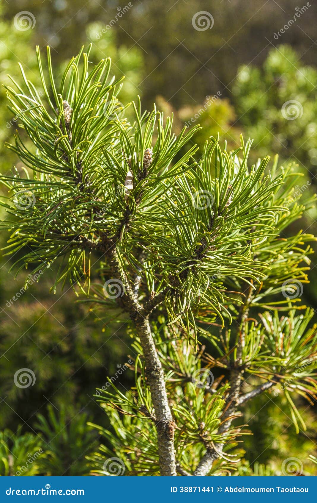 Pine stock image. Image of silver, foliage, pinus, horizontal - 38871441
