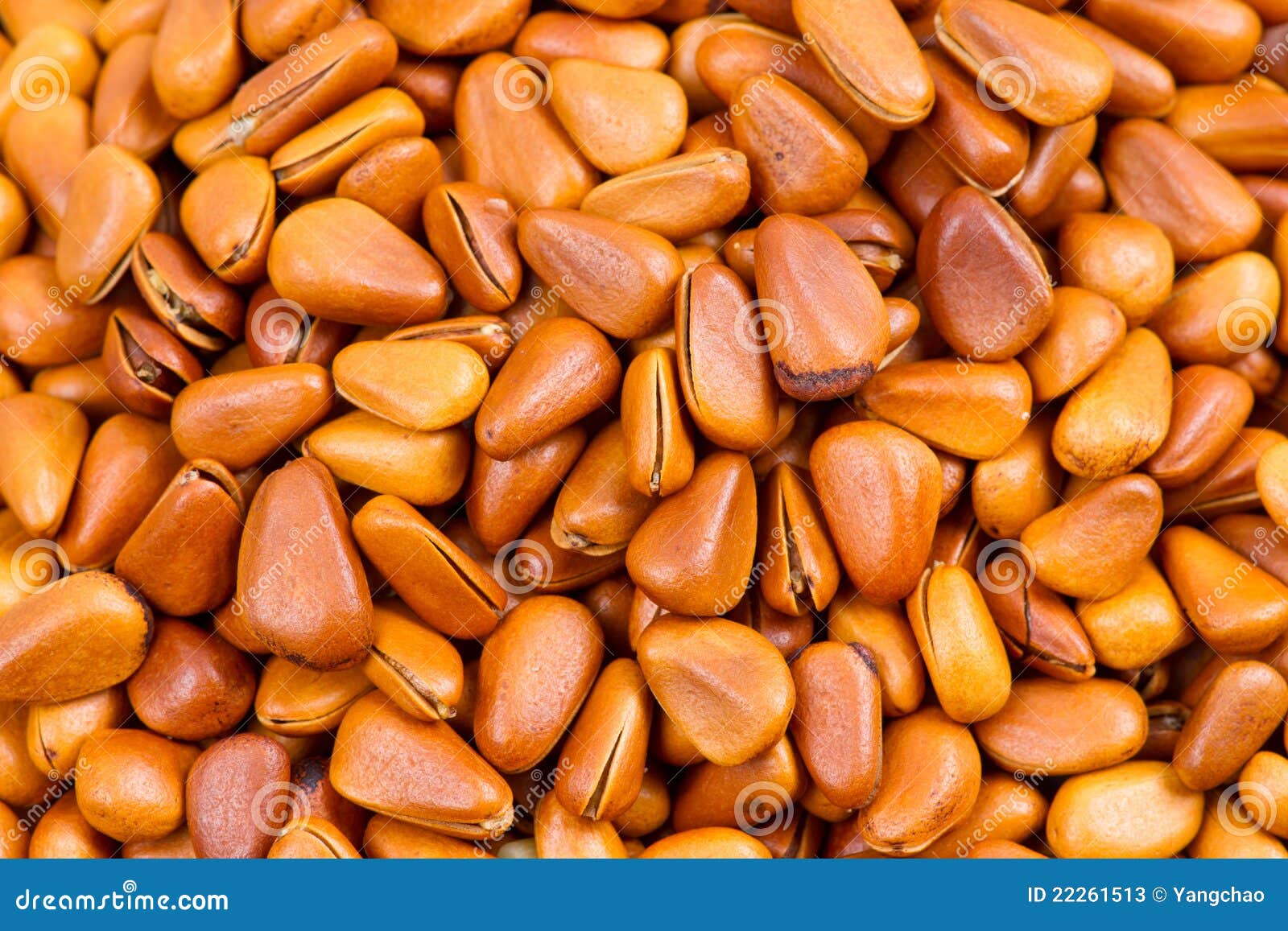 Pine nut stock image. Image of nutshell, organic, color - 22261513