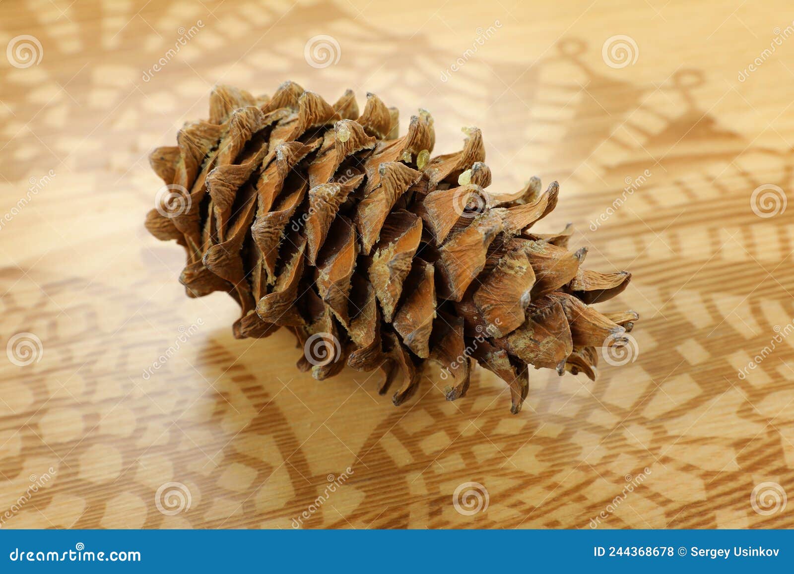 Pine nut cone cedar nuts stock photo. Image of visualization - 244368678