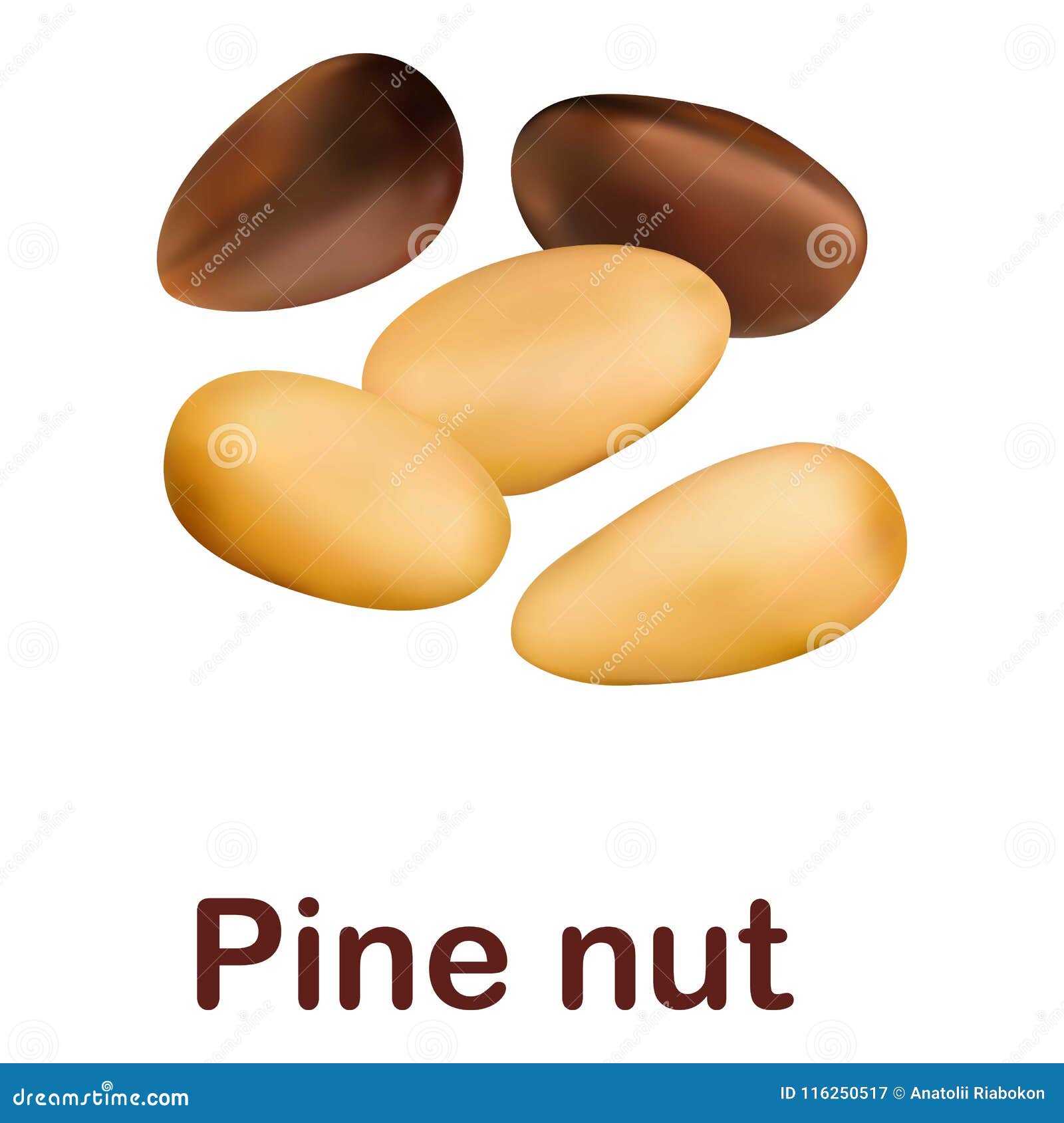 Pine Nut Icon, Realistic Style Stock Vector - Illustration of natural ...
