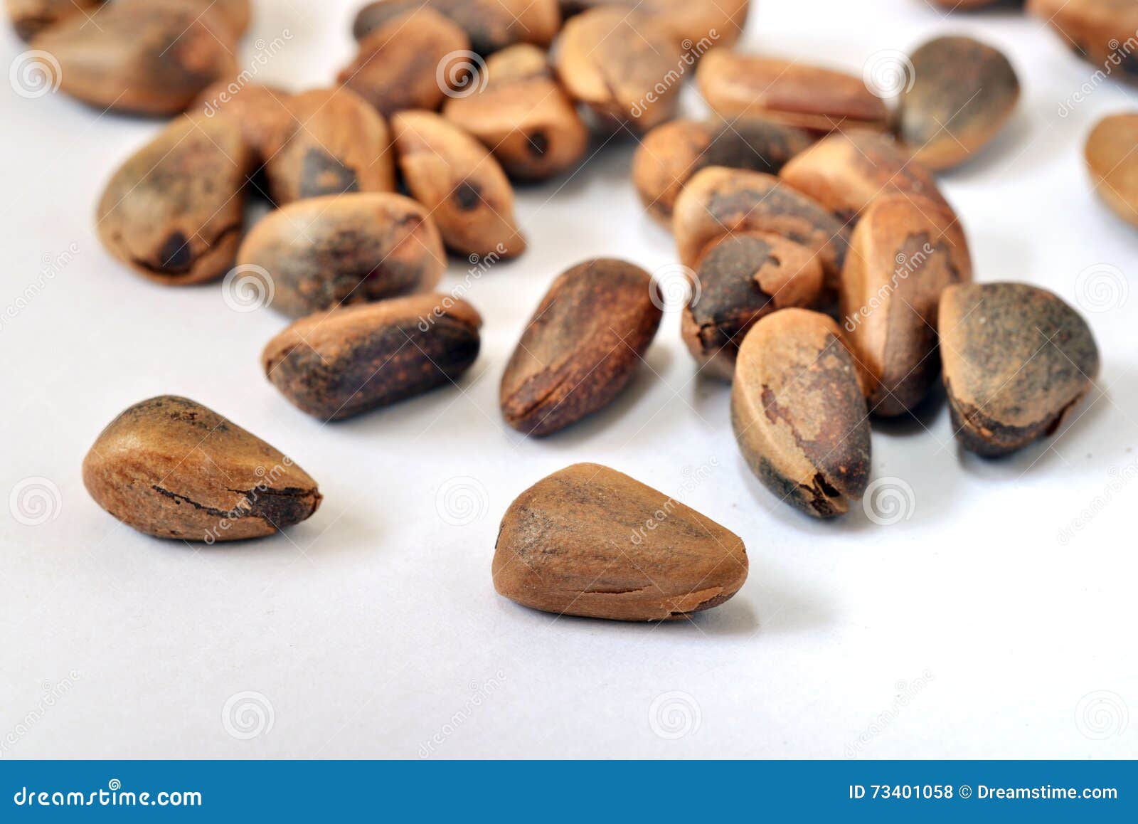 Nut Pinales Stock Photos - Free & Royalty-Free Stock Photos from Dreamstime
