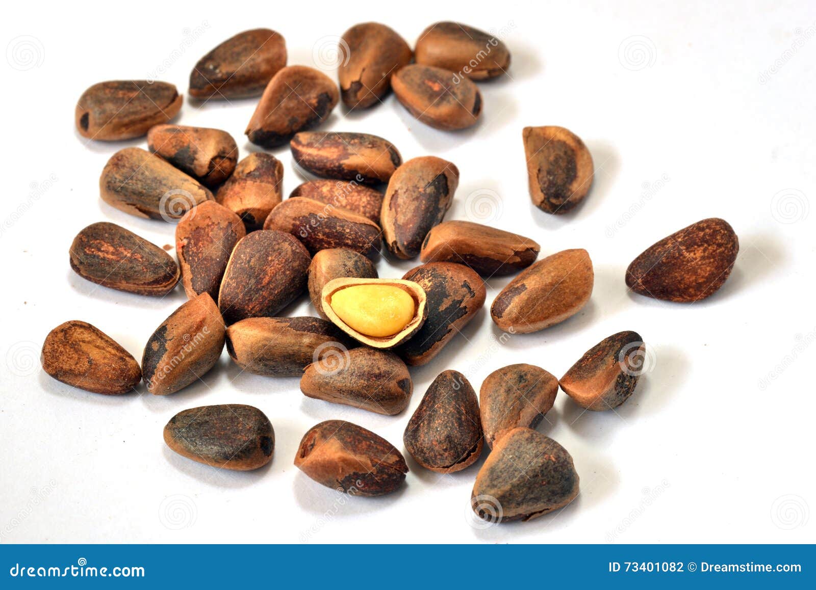 Pine nut Pinales stock photo. Image of lacebark, pinales - 73401082