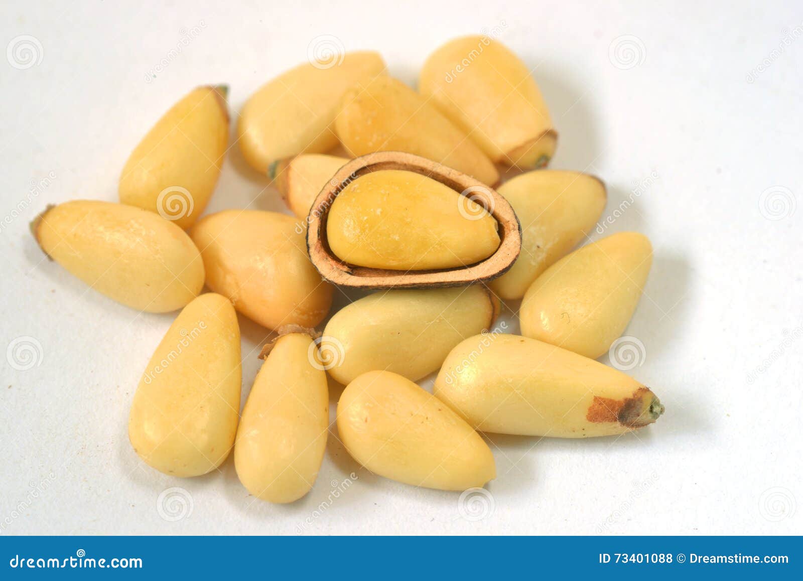 Pine nut Pinales stock photo. Image of trees, pine, tower - 73401088