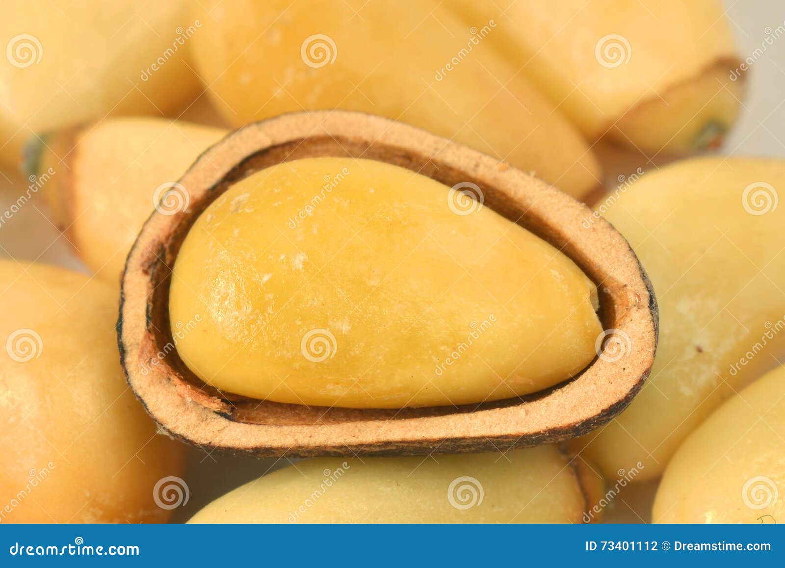 Pine nut Pinales stock photo. Image of open, fruit, dried - 73401112