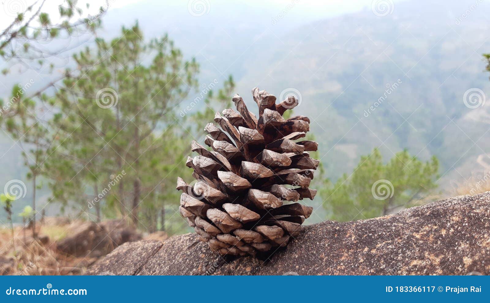 Pine Nute on the Rock Stone Stock Image - Image of rock, organ: 183366117