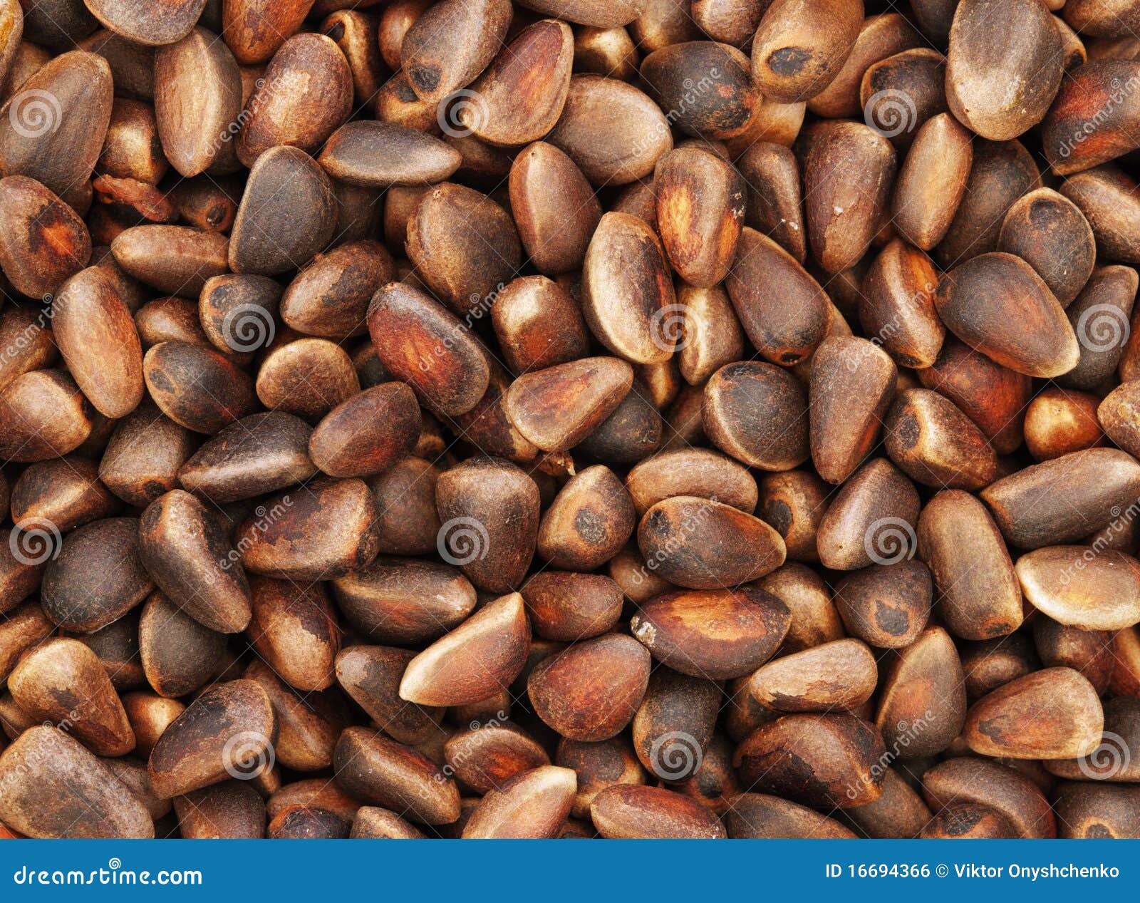 Pine nuts stock photo. Image of pine, nutrition, brown - 16694366