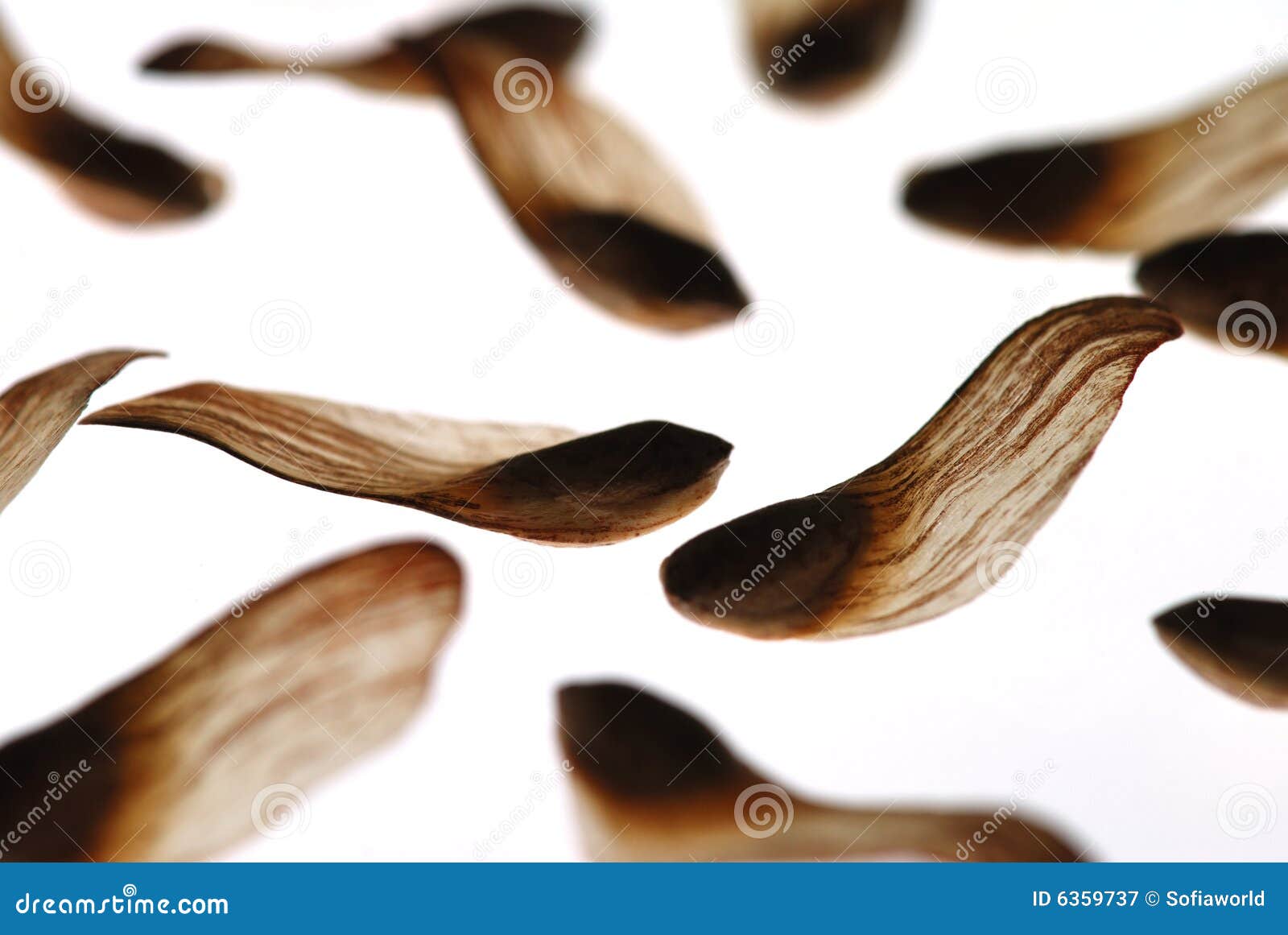 Pine nuts stock image. Image of cone, spruce, seed, pinecone - 6359737