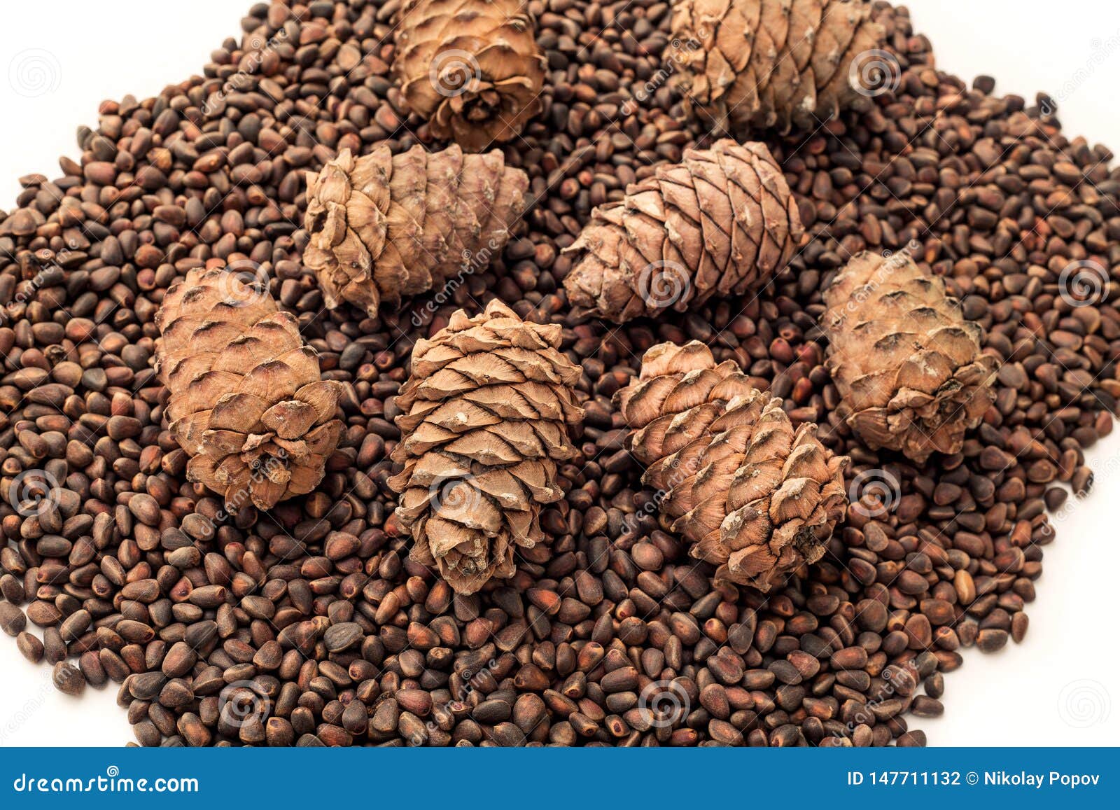 Pine nuts and cones stock photo. Image of brown, spruce - 147711132