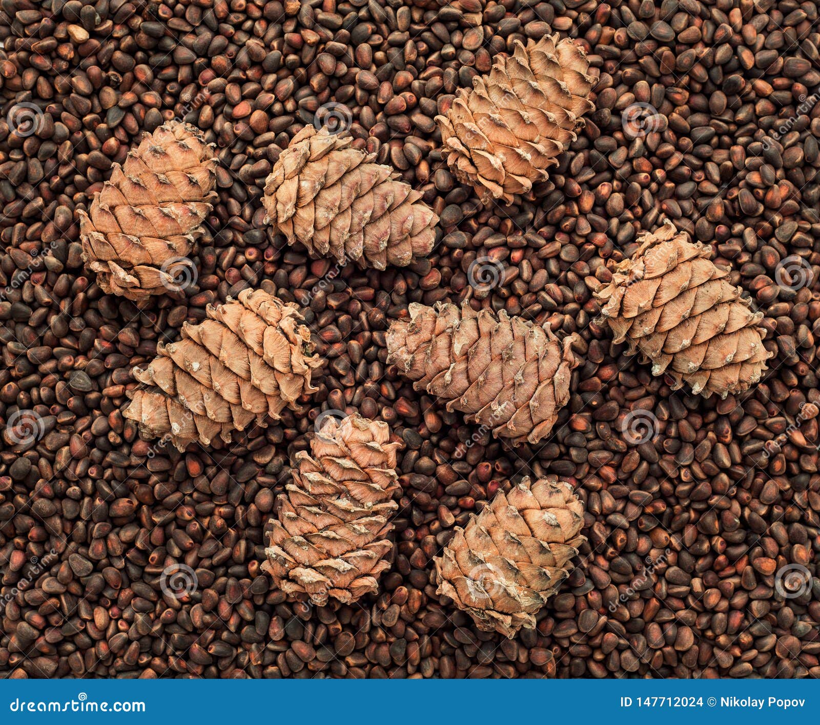Pine nuts and cones stock photo. Image of evergreen - 147712024